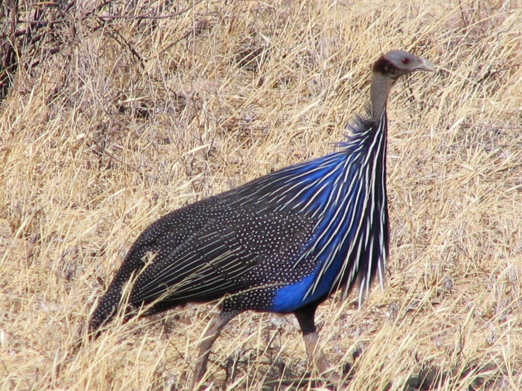 The Kasuku Birdwatching Luxury Safari - Wildcats Safaris